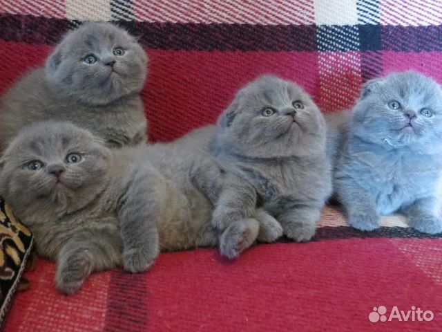 Шотландские вислоухие котята