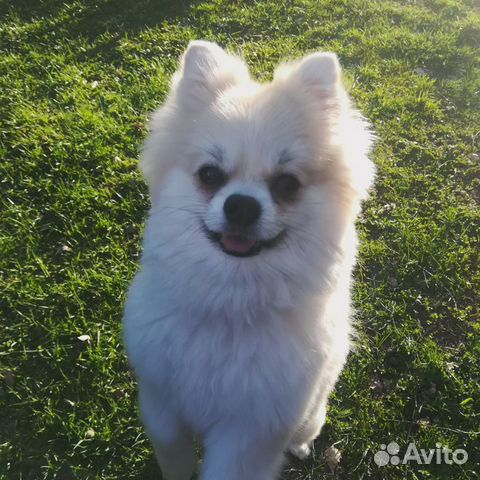 Померанский шпиц вязка