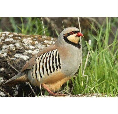 Кеклик (куропатка)