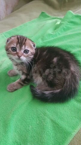 Шотландский вислоухий Беня золотенький