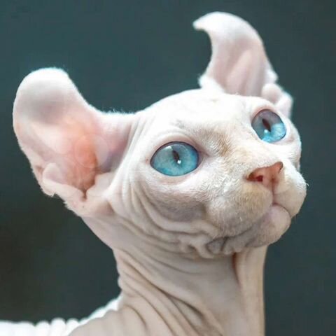 Котик эльф в разведение