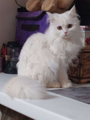 Кошечка и котик