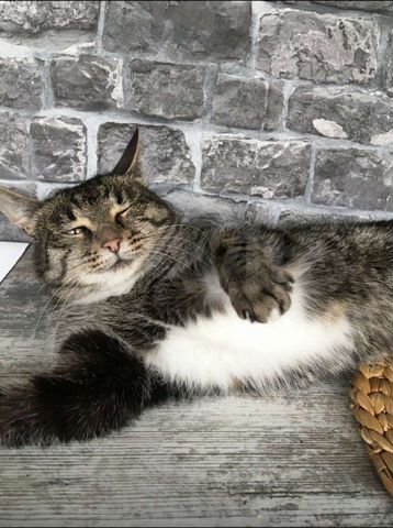 Кошка ищет дом