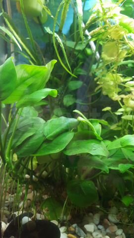 Аквариумные водоросли