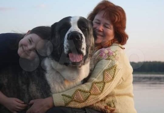 Крупные щенки Алабая