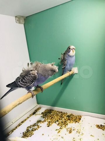 Попугаи хохлатые хагоромы