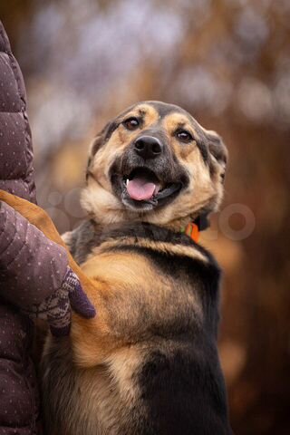 Липа 1,5 года