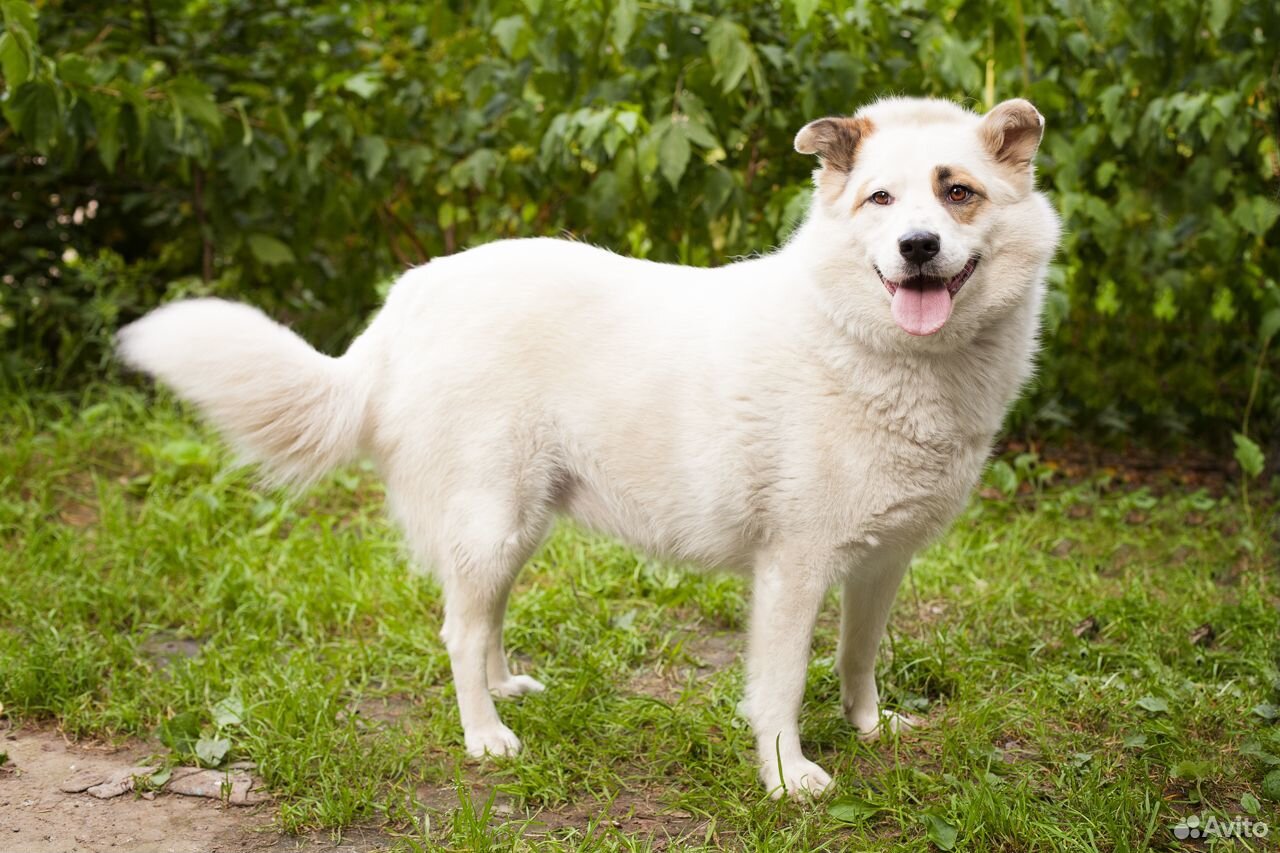 Белочка около 3 лет. Собака в дар