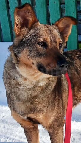 Собака - друг человека