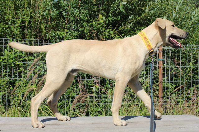 Пес-красавчик изабеллового окраса