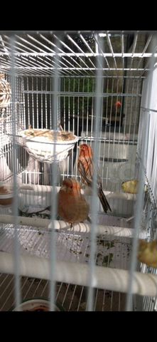 Канарейка немецкая мозаика Красный агат