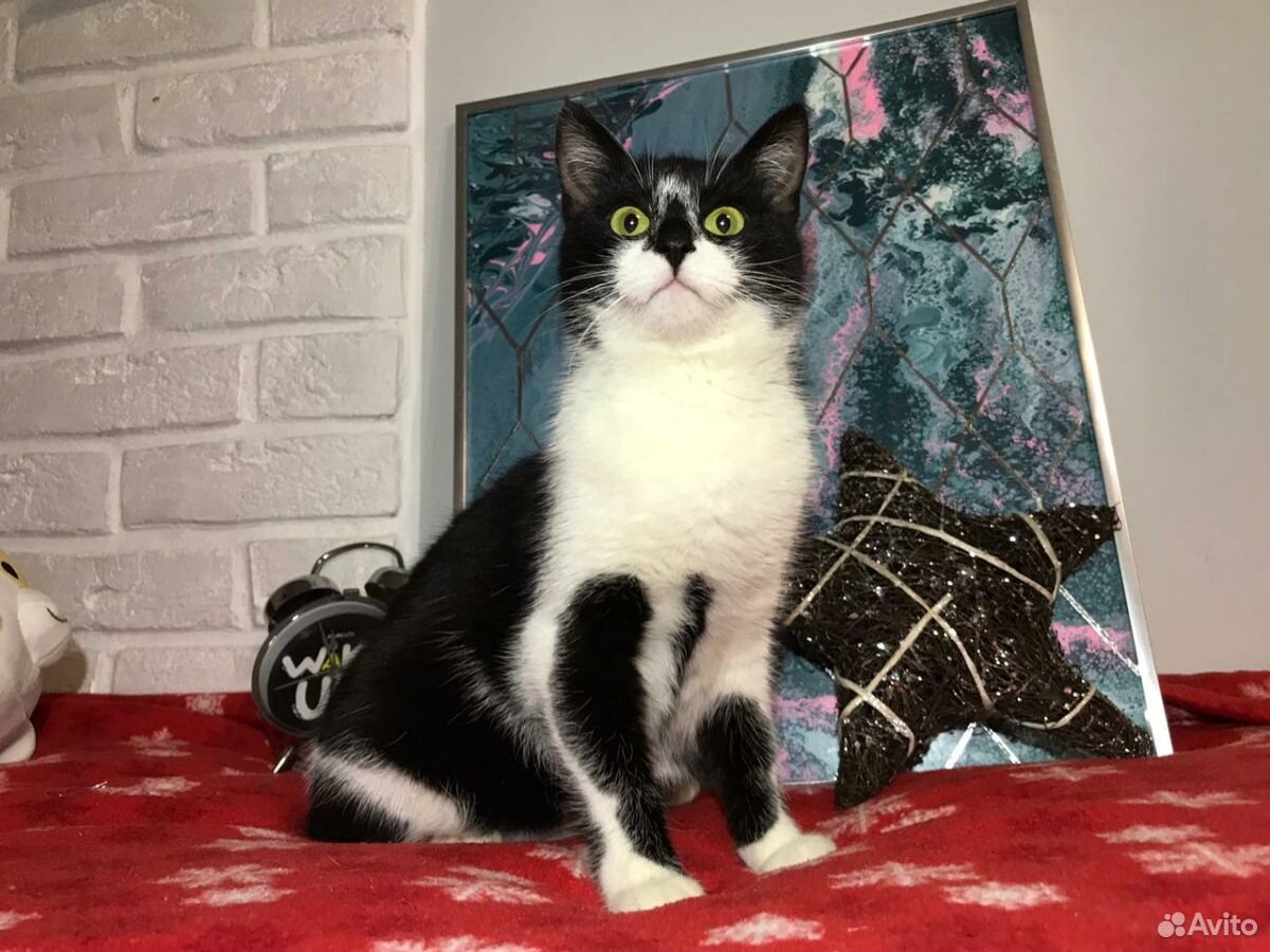 Котенок девочка ищет лучшую в мире мамулю
