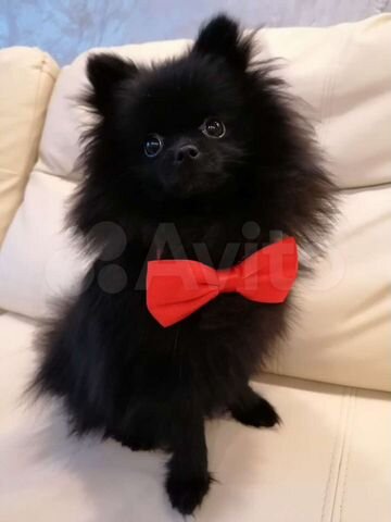 Немецкий шпиц на вязку