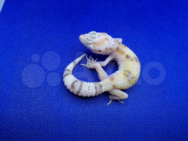 Эублефар Hypo MC Aurora