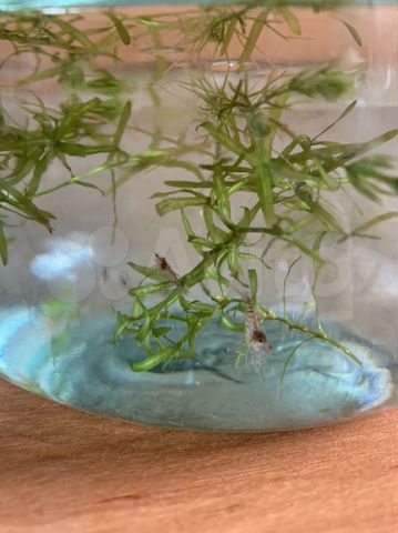 Аквариумные креветки chery