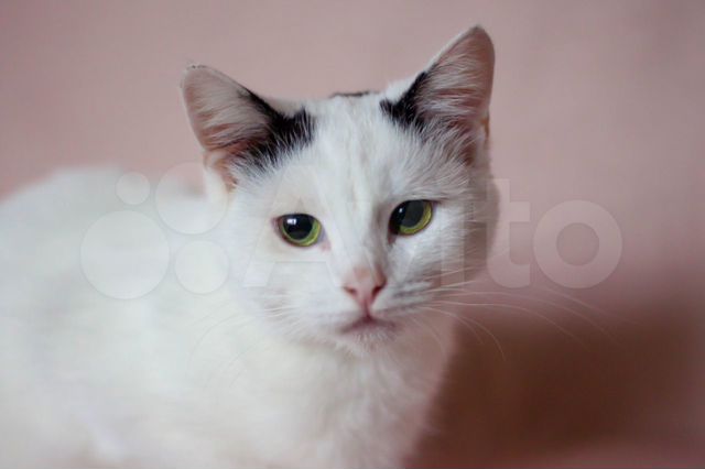 Кошка Астра, 1 год