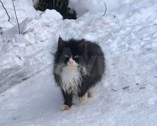 Кошечка милашечка