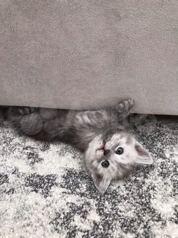 Кошка