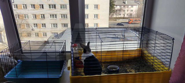 Декоративные кролики