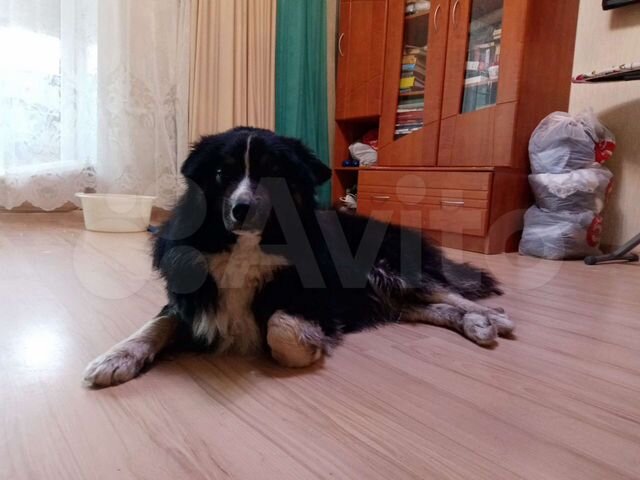 В самые добрые руки