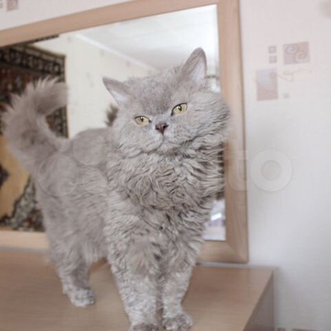 Кот на вязку (Селкирк-рекс)