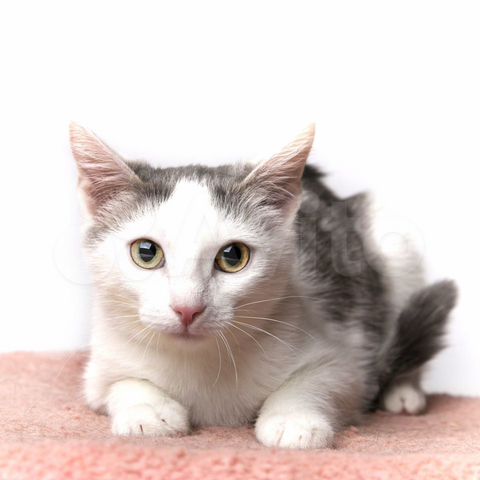 Игривая Рокси ищет дом Можно с детками