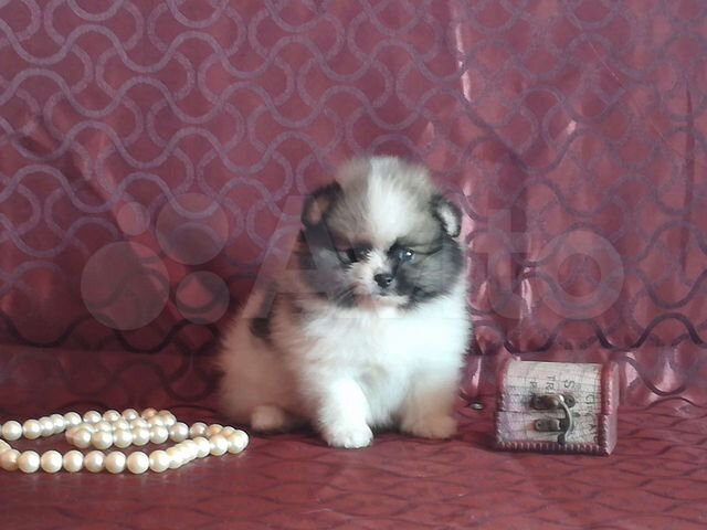 Гном Гномыч