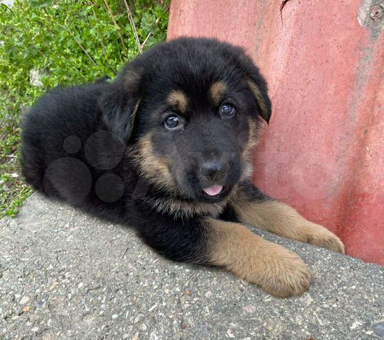 Отдам щенка мастифа в добрые руки