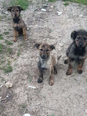 Щенки от "гиен"