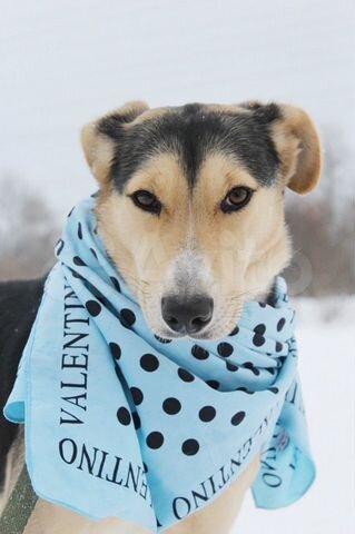 Нежная красавица Эмма ищет дом из приюта