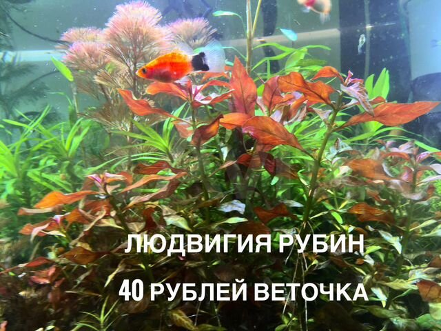 Аквариумные растения