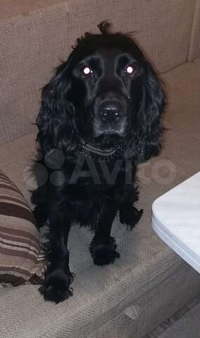 Русский спаниель вязка