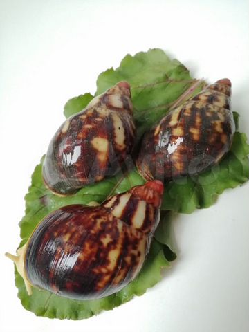 Архахатина