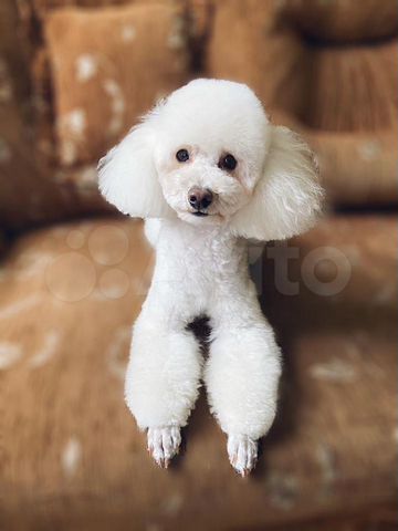 Той-Пудель вязка