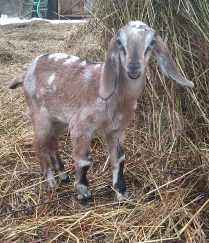 Козлики нубийские и ламанча, козочки
