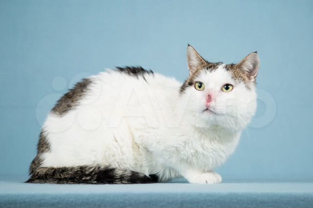 Кот, которому отрезали нос - Пахом - ищет дом
