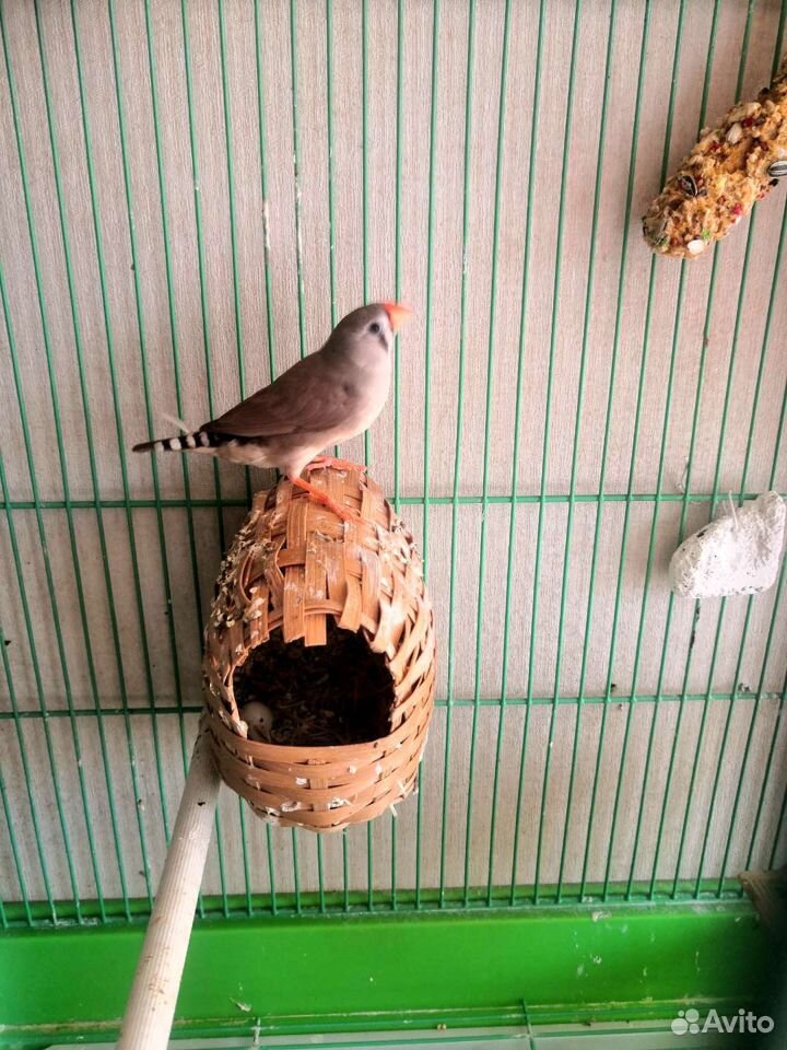 Амадины с клеткой