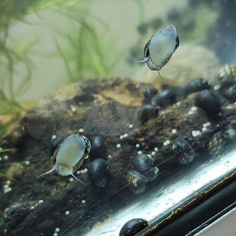 Улитка Теодоксус