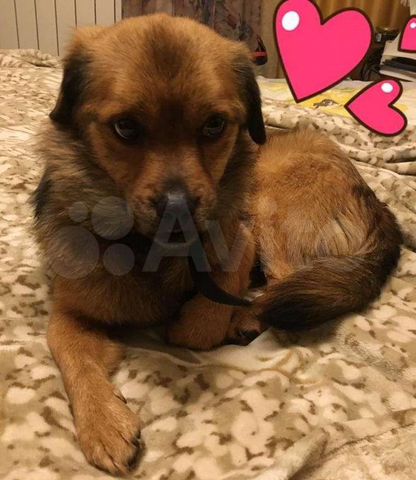 Собака, золотой мальчик, мелкий