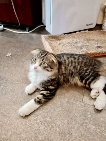 Котик в добрые руки