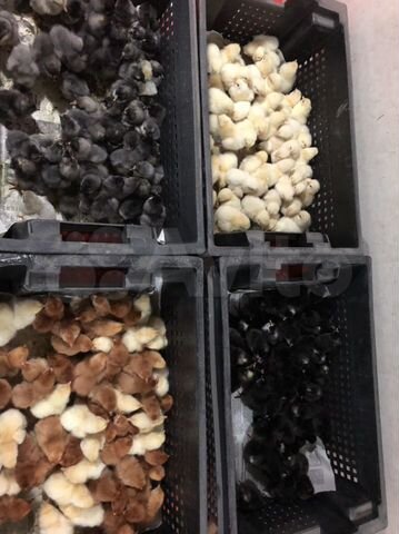 Цыпленок Доминант