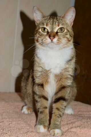 Кошка София 1,5 года