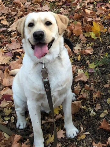 Лабрадор вязка