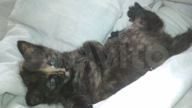 Кошки в добрые руки бесплатно