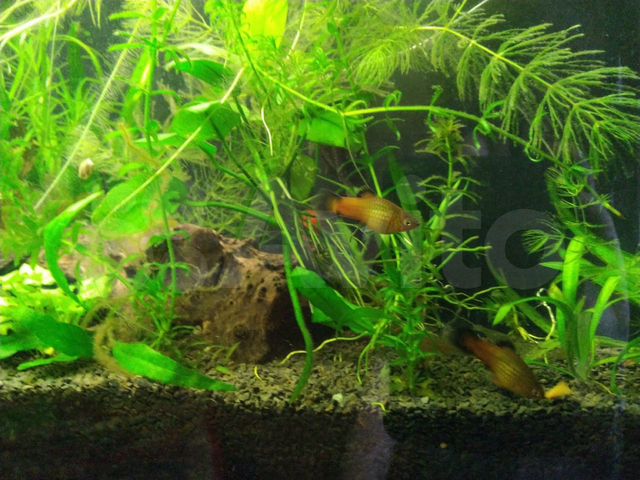 Пецилии мальки подростки