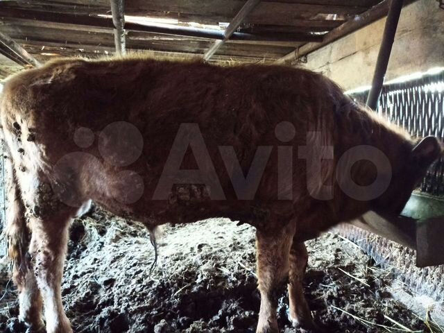 Бычок и телята