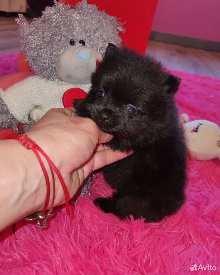 Минюшки,чёрные жемчуженки медвежьего типа малыши