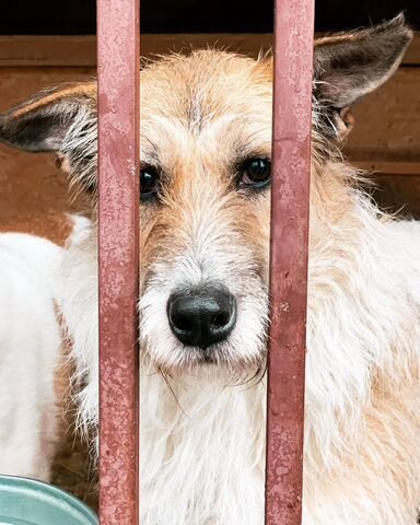 Мудрая собака из приюта в добрые руки