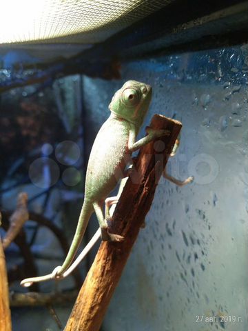 Хамелеон йеменский малыши