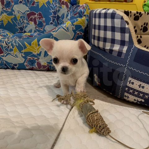 Чихуахуа мини кнопочка